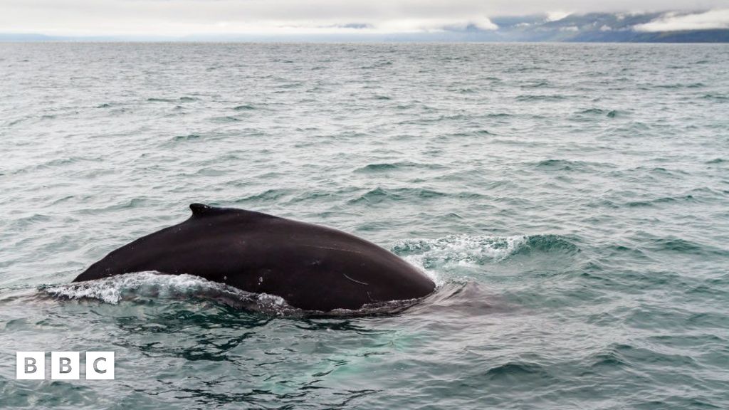 Humpback whale spotted in River Thames: How do whales get lost? - BBC ...