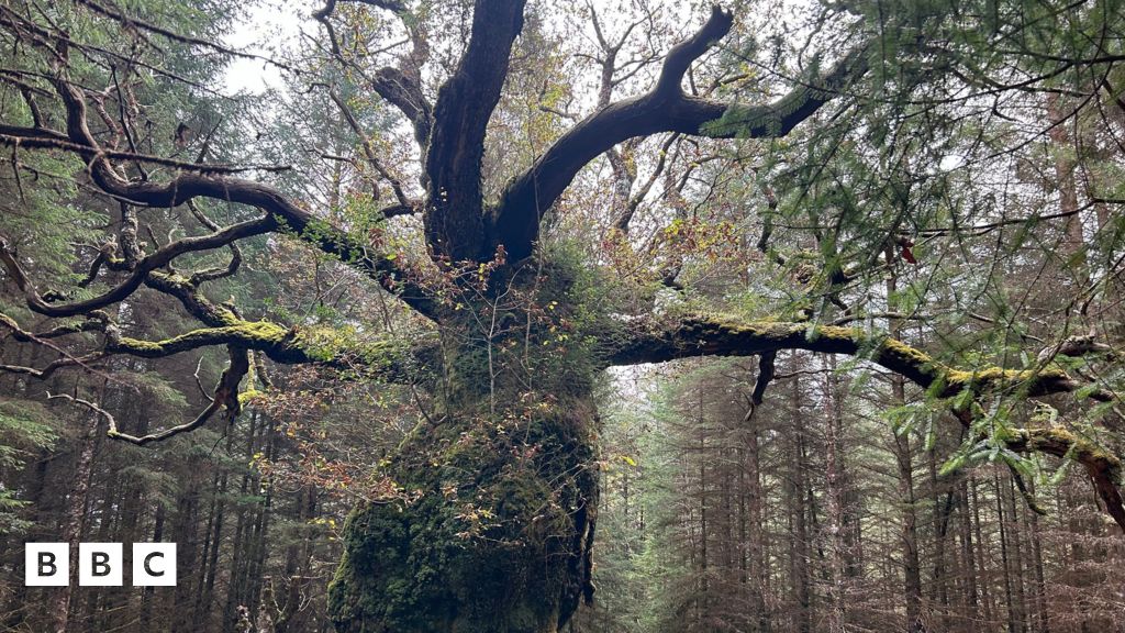 Amazing oak in Scotland named Tree of the Year - BBC Newsround