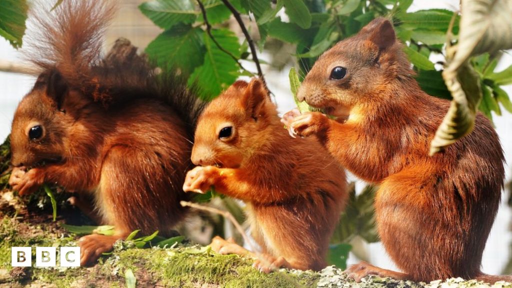 Five facts about squirrels that might just amaze you! - BBC Newsround