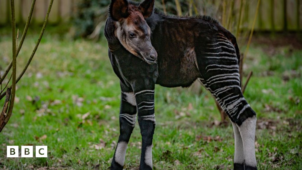 Check out this rare (and VERY cute) baby okapi! - BBC Newsround