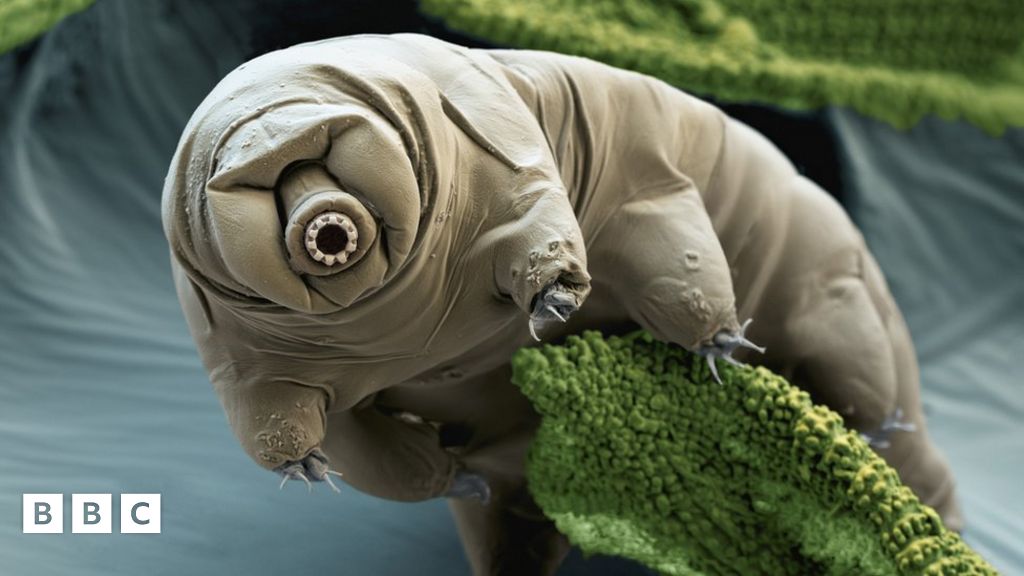 What is a tardigrade and can it survive almost anything? - BBC Newsround