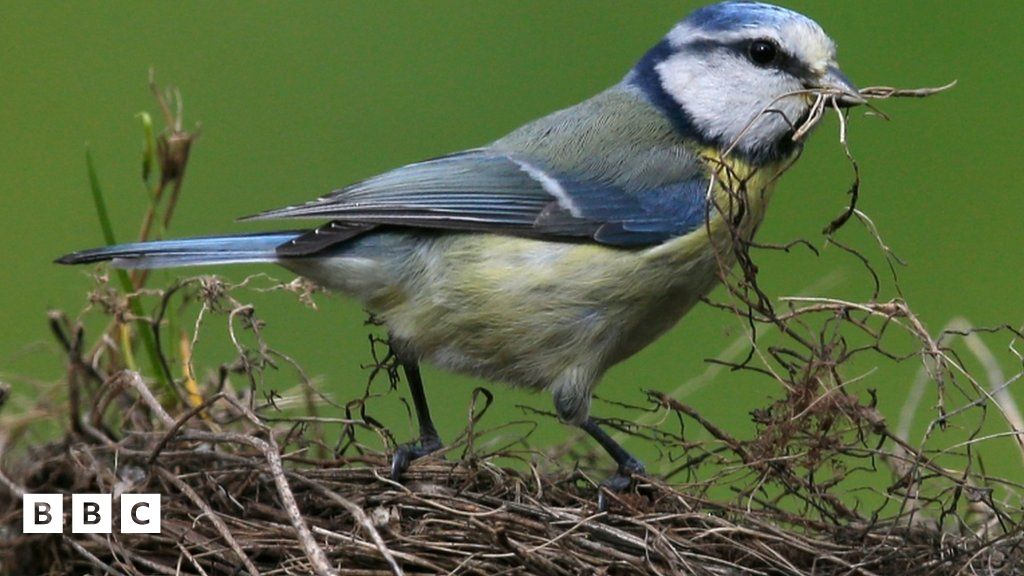 Flights of fancy, bird nests in the strangest places - BBC Newsround