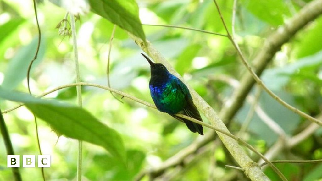 Rare hummingbird thought to be extinct rediscovered in Colombia - BBC ...