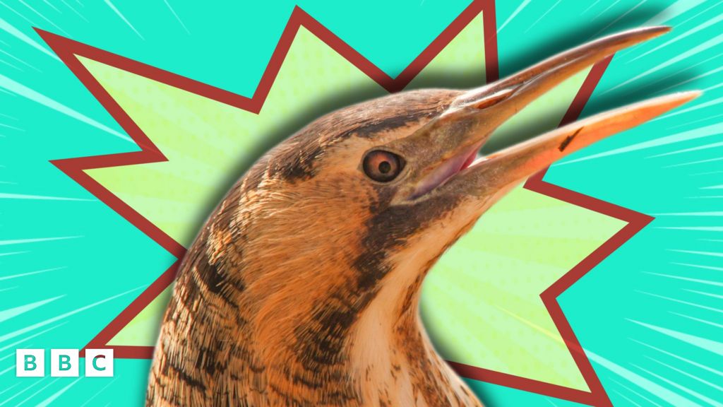 Bitterns boom as Britain's loudest bird makes comeback! - BBC Newsround