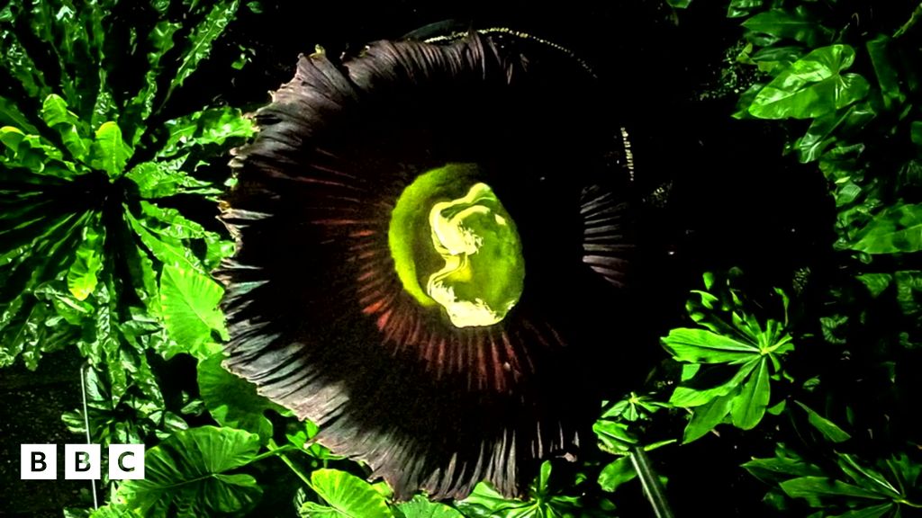 Newsround's pick of the world's smelliest things - BBC Newsround