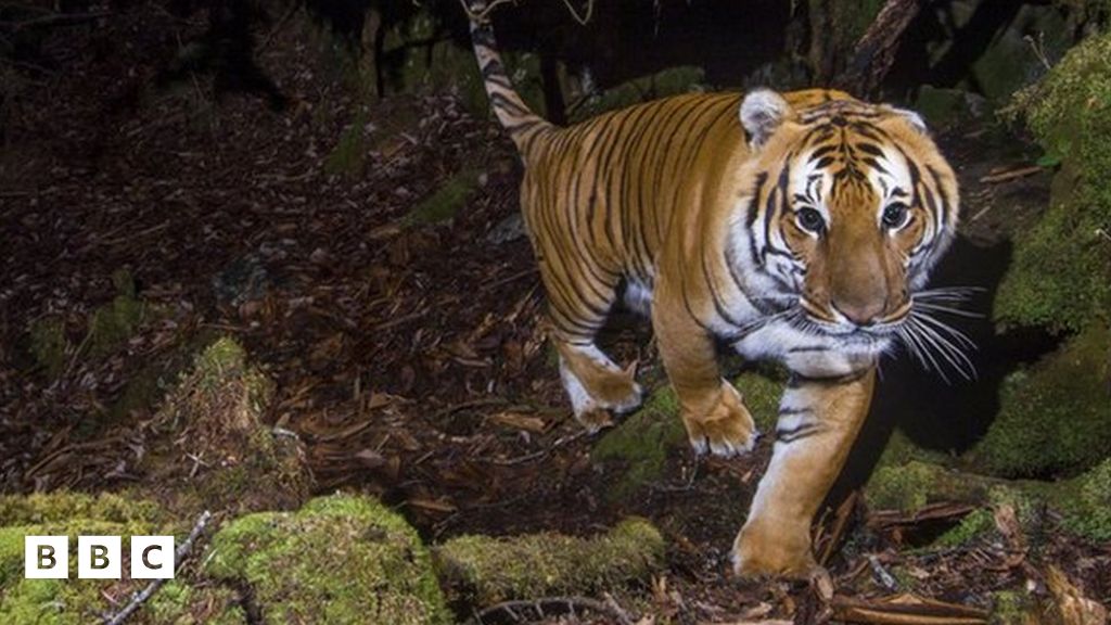 International Tiger Day: Wild tiger populations are increasing in five ...