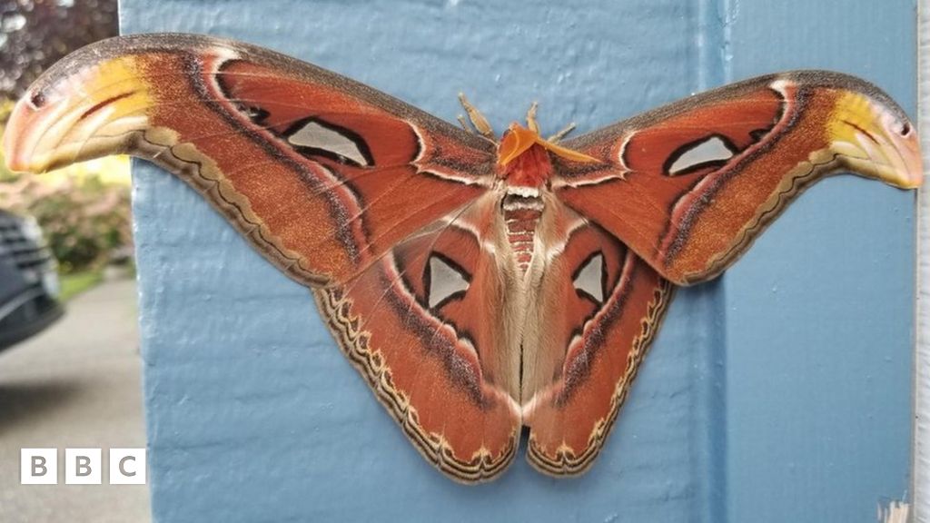 Atlas moth: Giant creature spotted in US for first time - BBC Newsround