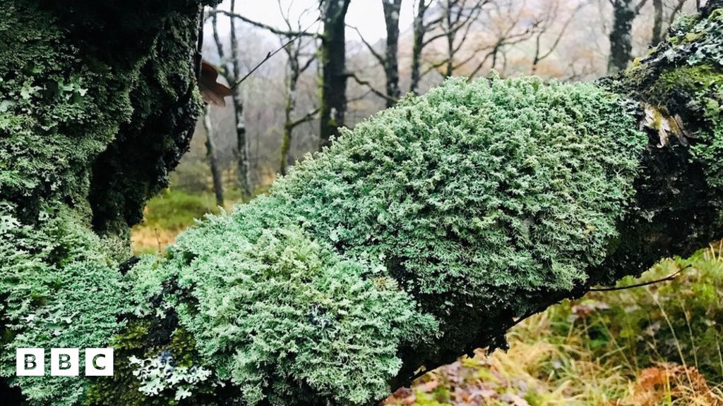 Conservation experts want to protect UK's lichen and temperate rainforests - BBC Newsround