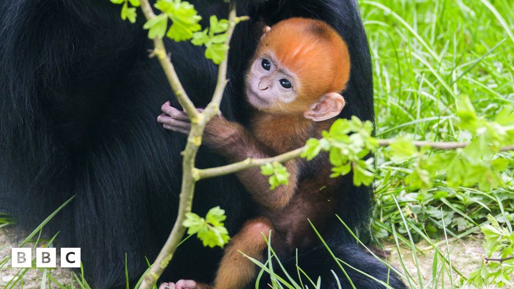 Rare baby Francois' langur monkey born at zoo - BBC Newsround