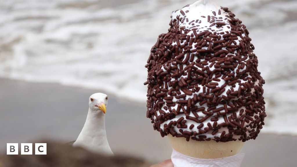 Swiping seagulls watch humans when picking what to eat! - BBC Newsround