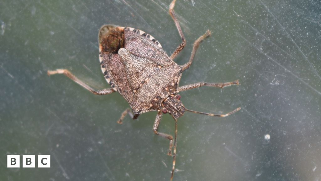 What's that smell? Stink bug arrives in UK - BBC Newsround