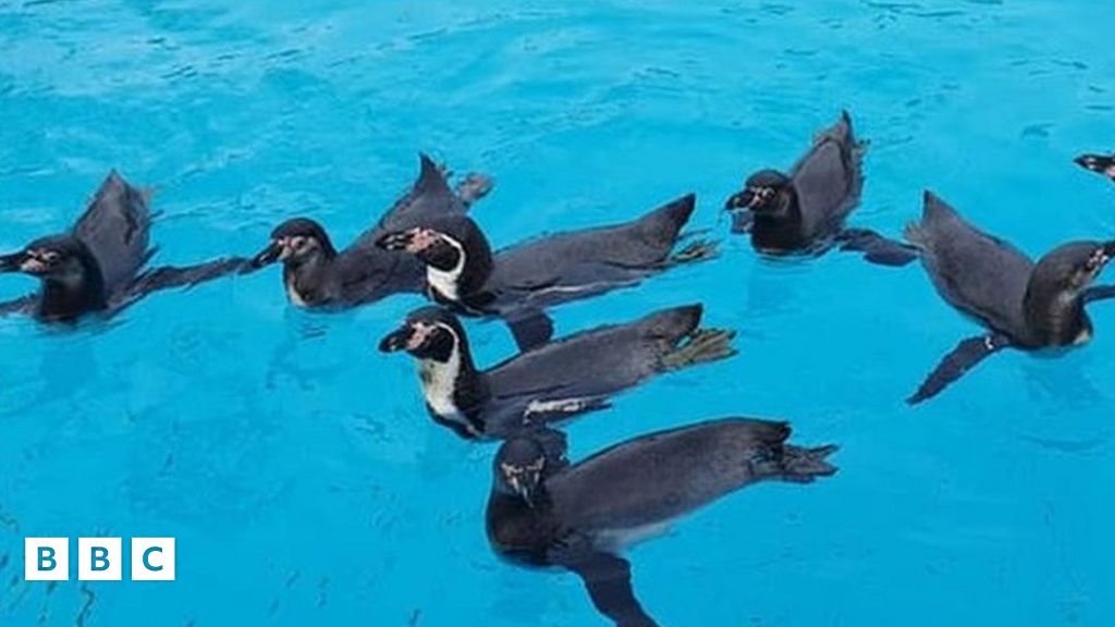 Pictures: Penguins take 17-hour trip to new home, and other adventurous ...