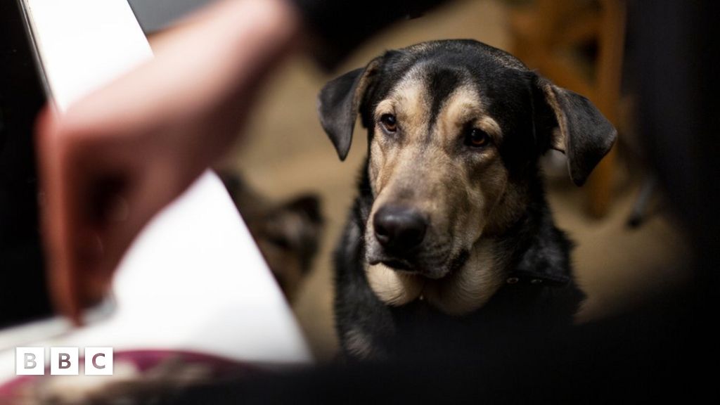 Clever dogs can tell where their food has been hidden - BBC Newsround