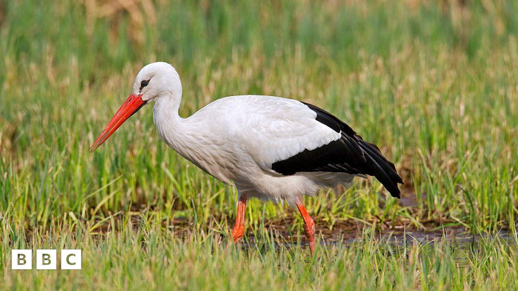 Rare stork chicks born in UK for first time in 600 years - BBC Newsround