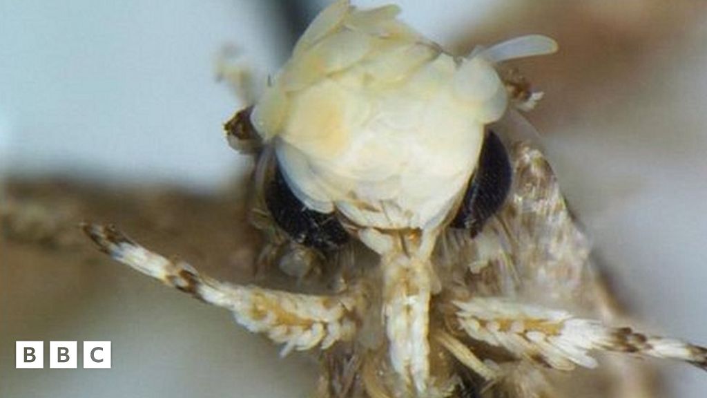 New species of moth looks like Donald Trump - BBC Newsround