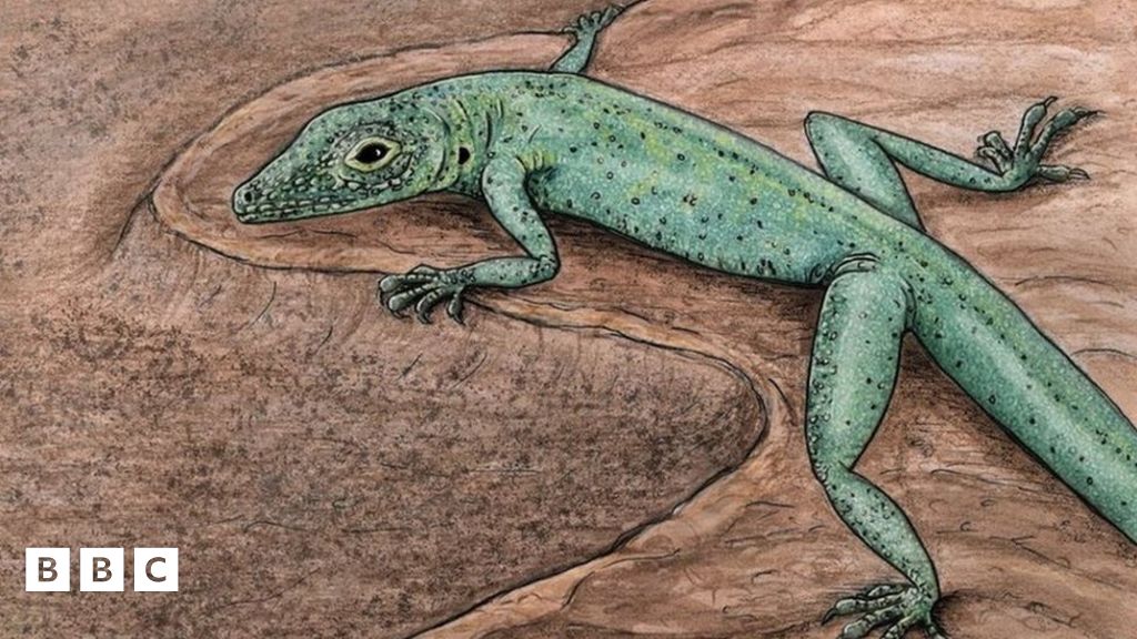 Lizard fossil found in Scotland shows 'evolution in action' - BBC Newsround
