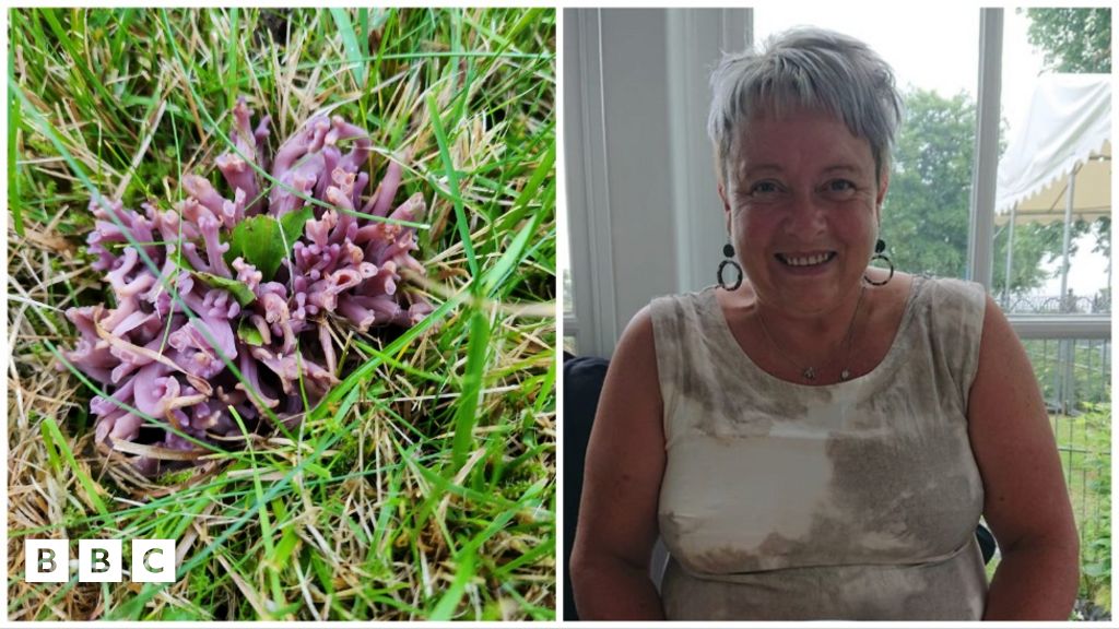 Ffwng yn 'ran bwysig o gylch bywyd bob dim' - BBC Cymru Fyw