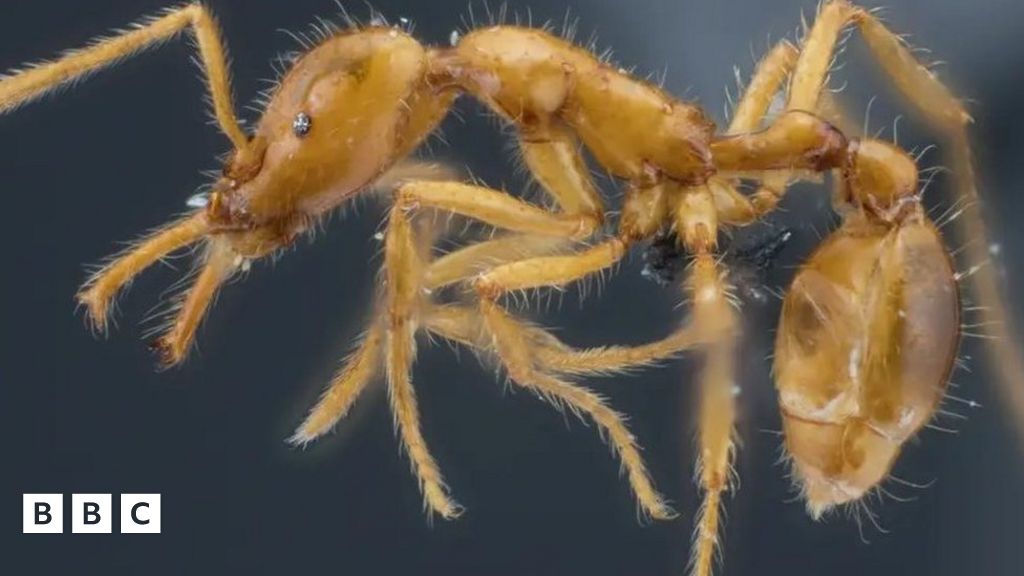 New ant species gets gender-neutral name - BBC Newsround