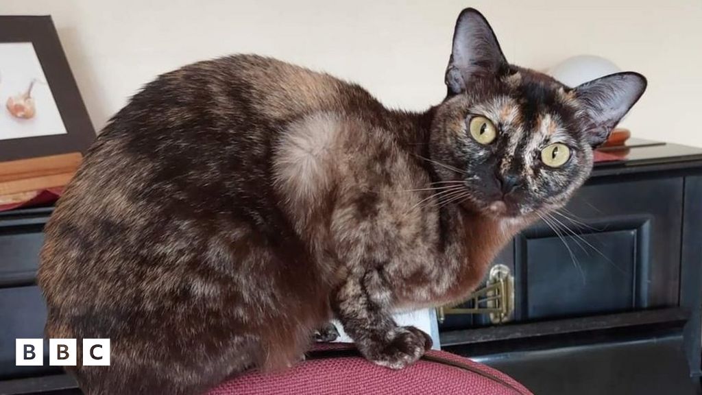 Missing cat found in supermarket 140 miles from home! - BBC Newsround