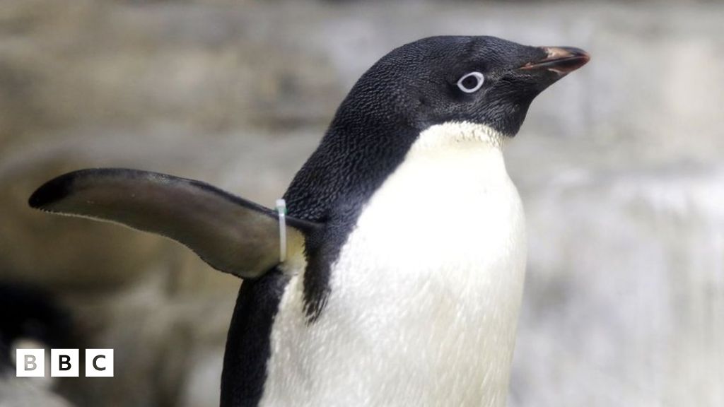 Antarctic Penguin rescued 1,800 miles from home in New Zealand - BBC ...