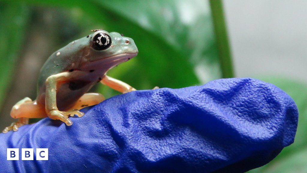 Rare Mexican giant leaf frogs successfully bred in UK - BBC Newsround