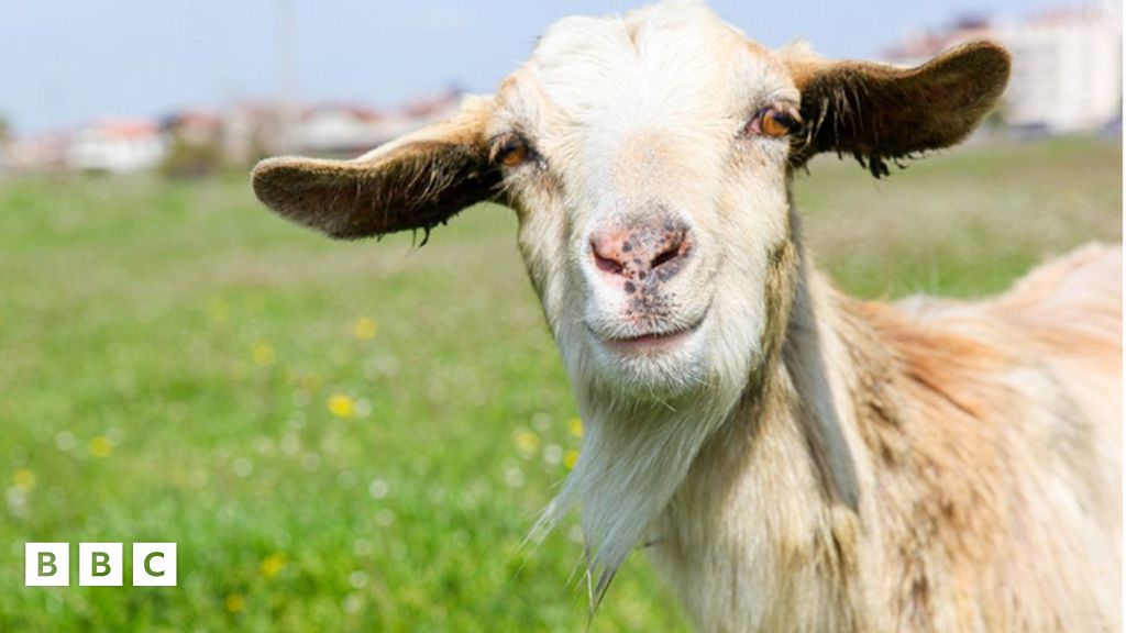 Alicudi: Italian island to give away free goats - BBC Newsround