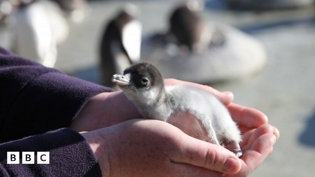 Edinburgh Zoo welcomes new baby penguins! - BBC Newsround