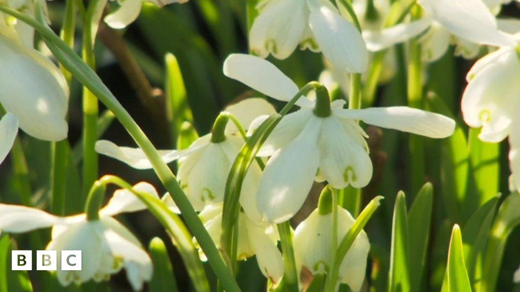 Snowdrops, daffodils, crocuses: What signs of spring have YOU spotted ...