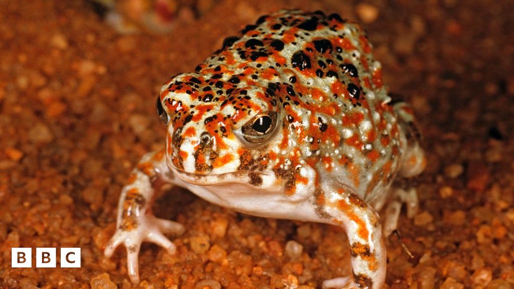 Rare grumpy frog spotted in Australia - BBC Newsround