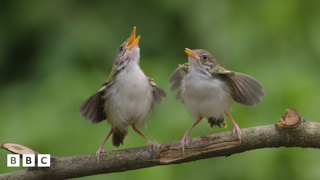 Tweet of the week: Bird's siren confuses police - BBC Newsround