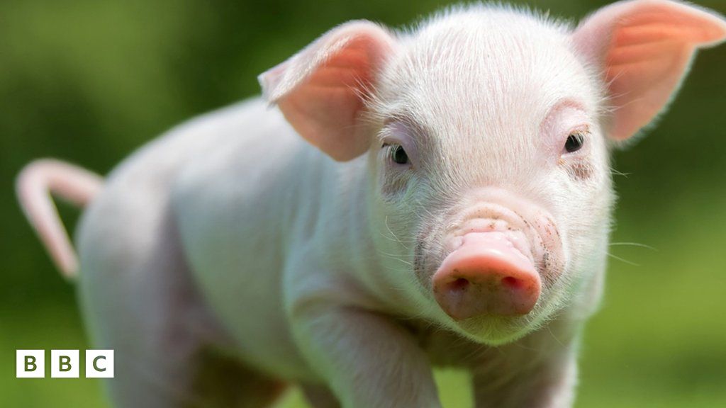 Pig sounds translated into emotions for first time in new study - BBC ...
