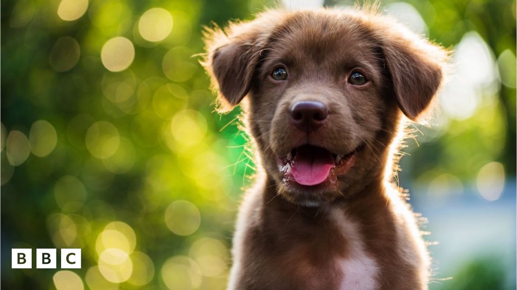 Cute dogs: Our cheeky pets use their eyes to make us do what they want ...