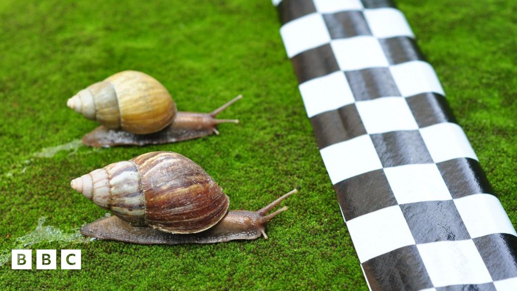Norfolk snails get set for racing world championships - BBC Newsround