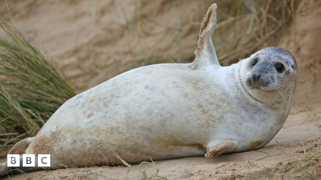 Wildlife conservation: Thousand of new seal pups for England's biggest ...