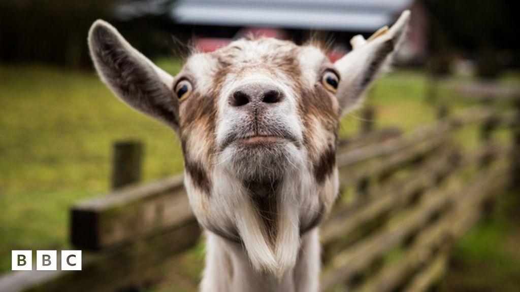 Goats can tell how humans are feeling by hearing their voice - BBC ...