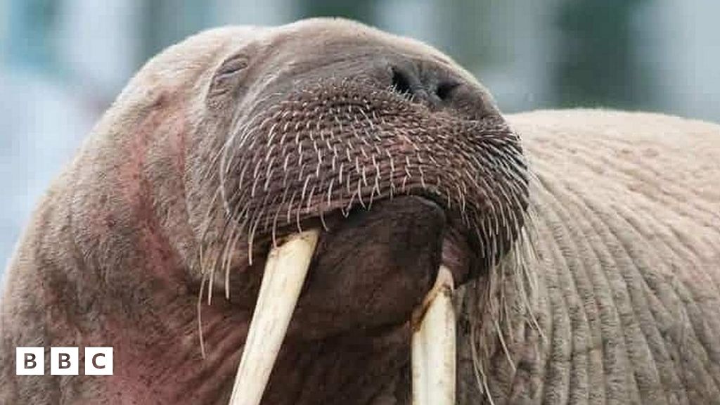 Thor the walrus: Arctic animal reappears in Iceland after leaving the UK - BBC Newsround