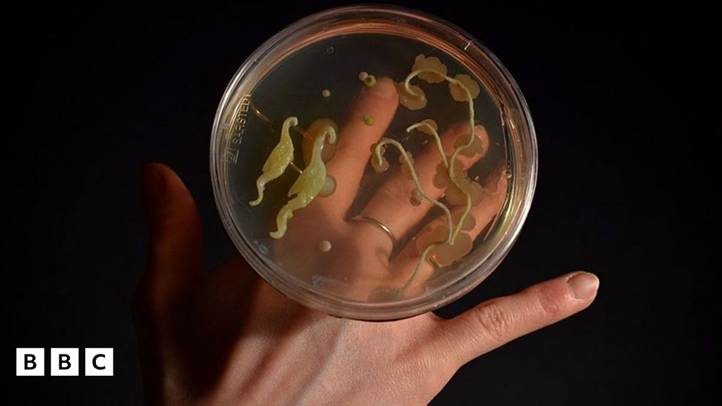 Artist makes jewellery from her own bacteria - BBC Newsround