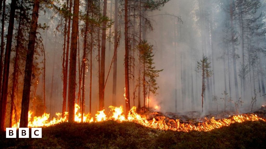 Sweden calls for international help to fight forest fires - BBC Newsround