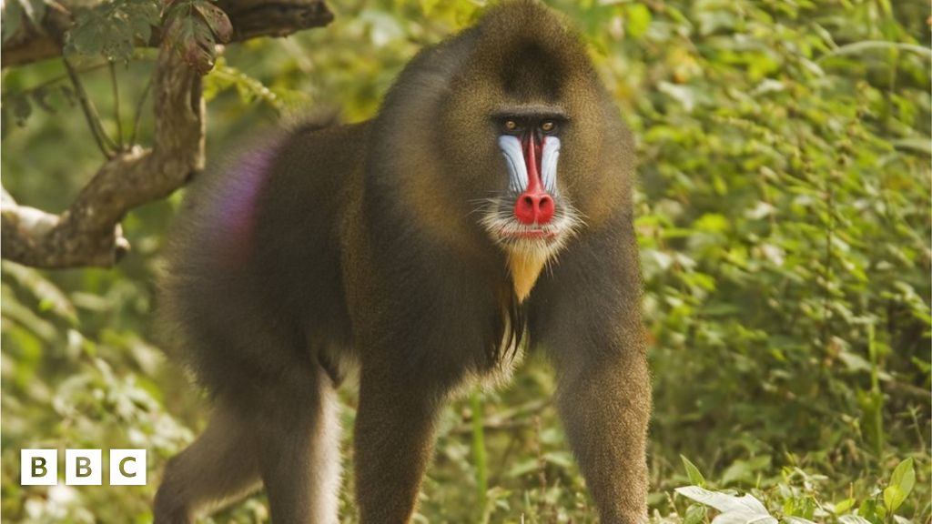 Conservation: Re-releasing primates into the wild 'helps their ...