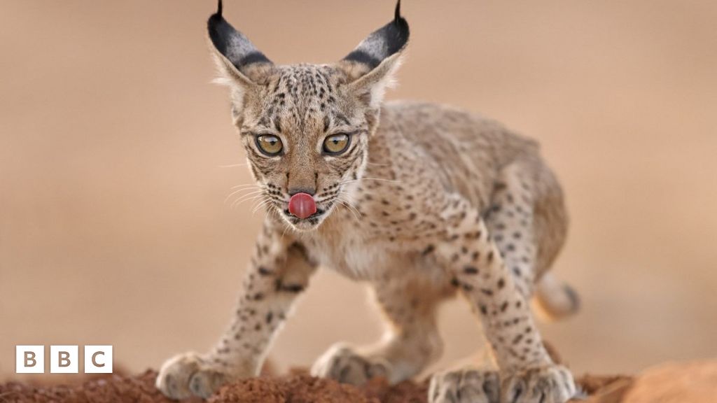 Global photography project highlights endangered wildlife - BBC Newsround
