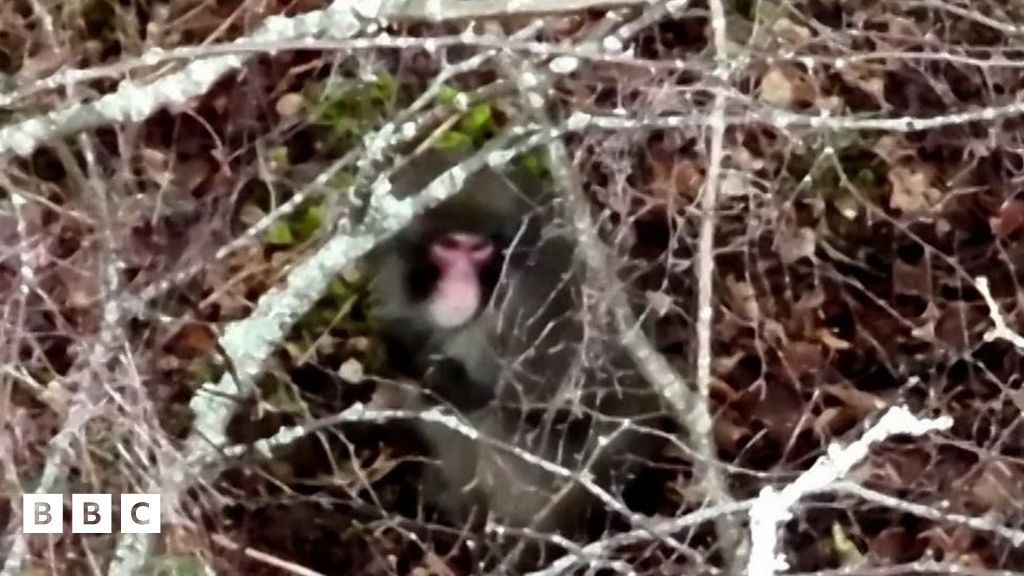 Escaped monkey found in Scotland after five day search - BBC Newsround