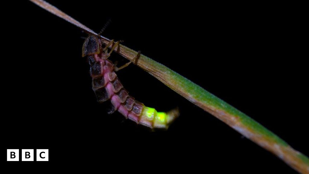 Glow-worms: glowing insects under threat because of light pollution ...