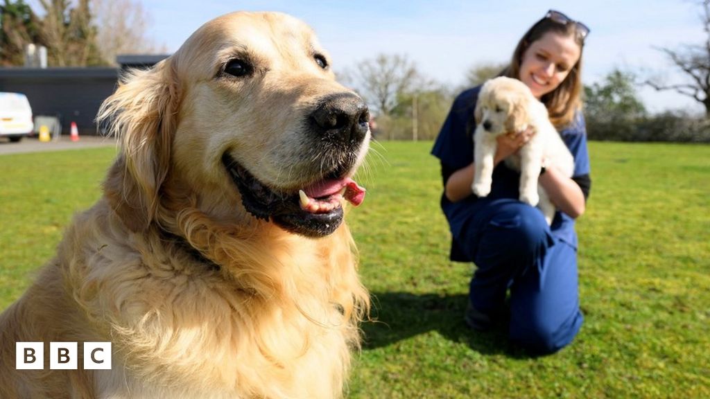 Guide Dog Trigger retires after fathering more than 300 puppies - BBC ...