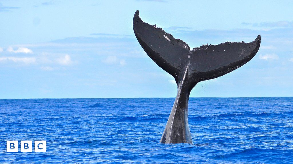 What is whaling and why's it controversial? - BBC Newsround