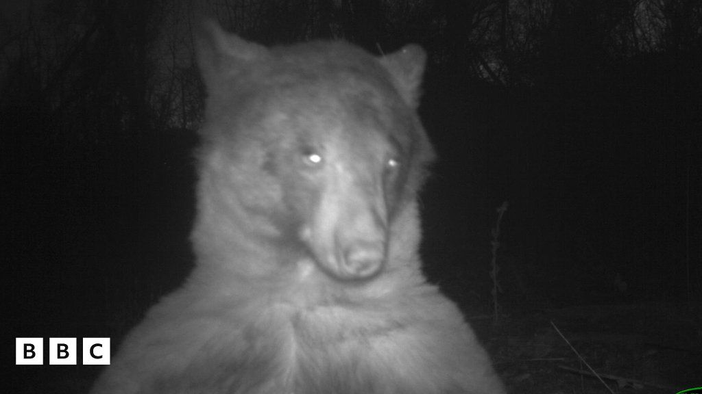 Meet the bear who took 400 selfies on a wildlife camera in the US - BBC ...