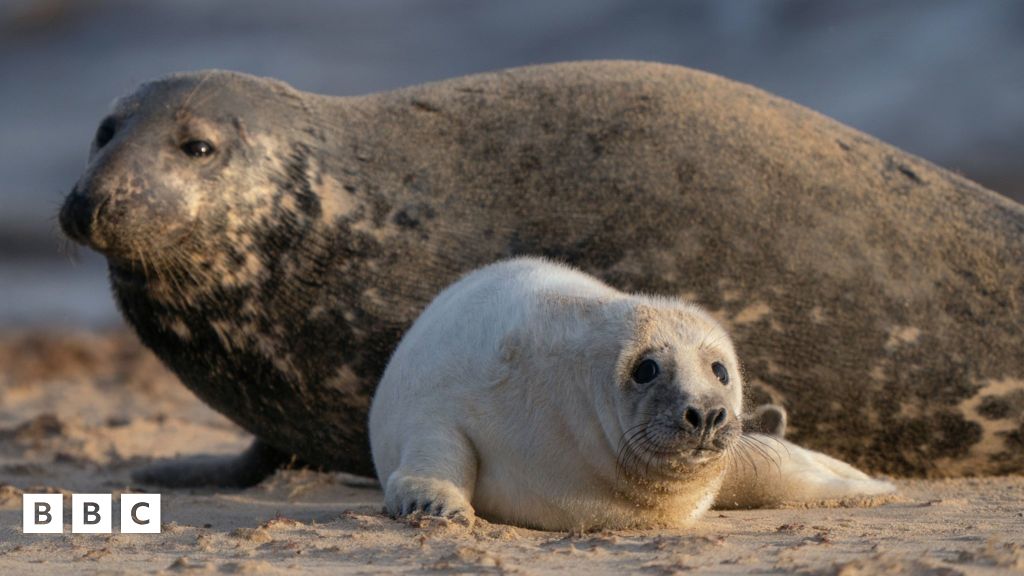 Baby seal numbers nearly double in Norfolk - BBC Newsround