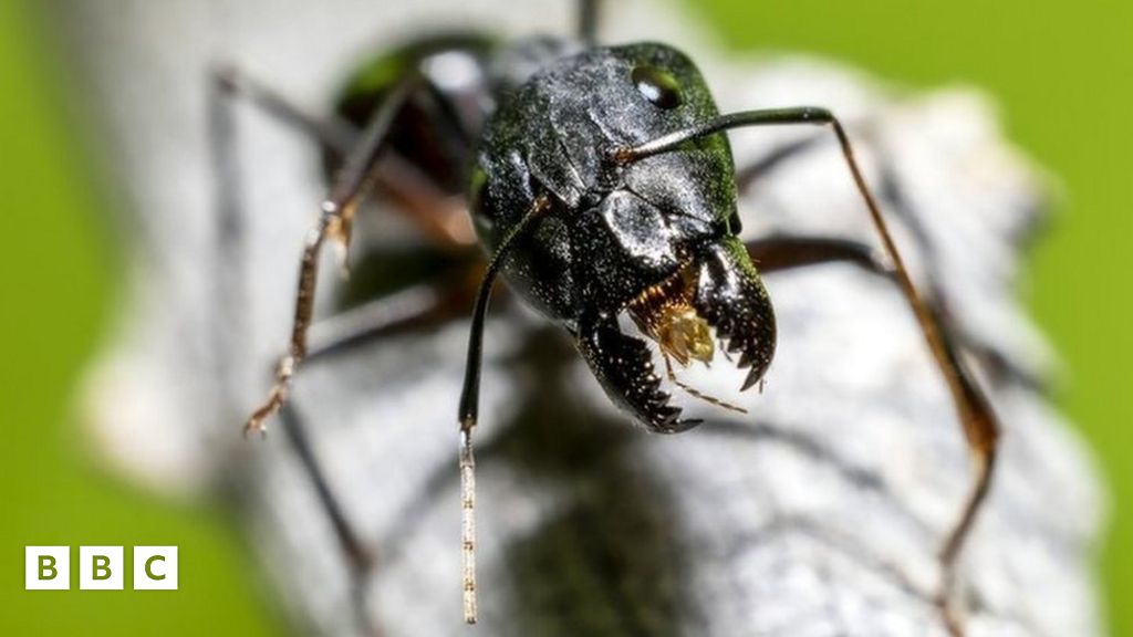 Seven animals that have inspired modern technology - BBC Newsround