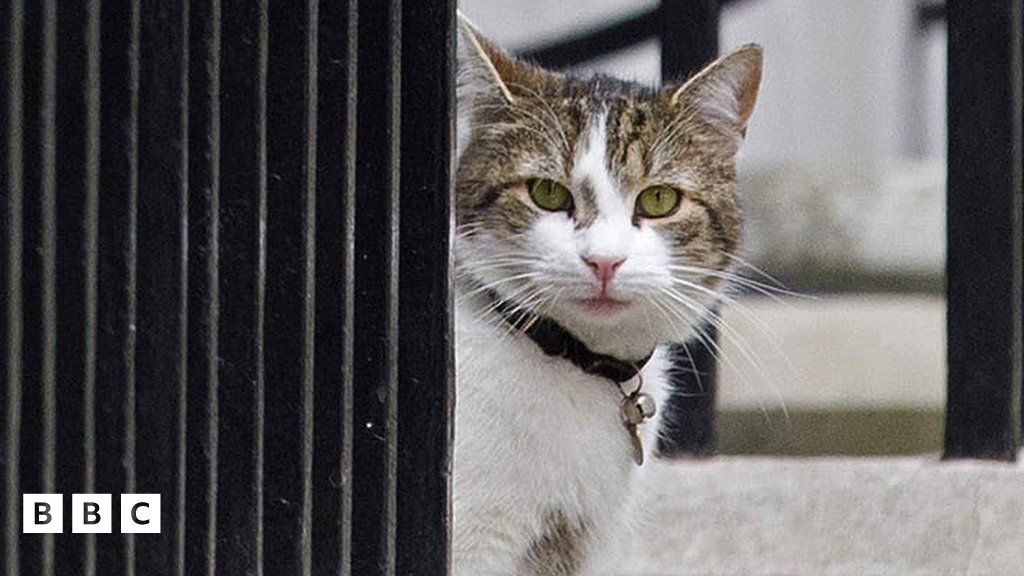 Chief Mouser Larry the cat will stay at 10 Downing Street - BBC Newsround