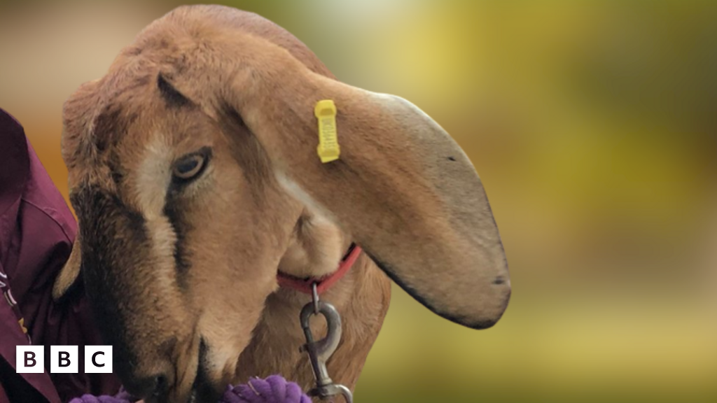 Pablo the goat sings along at Worcester Cathedral service - BBC Newsround