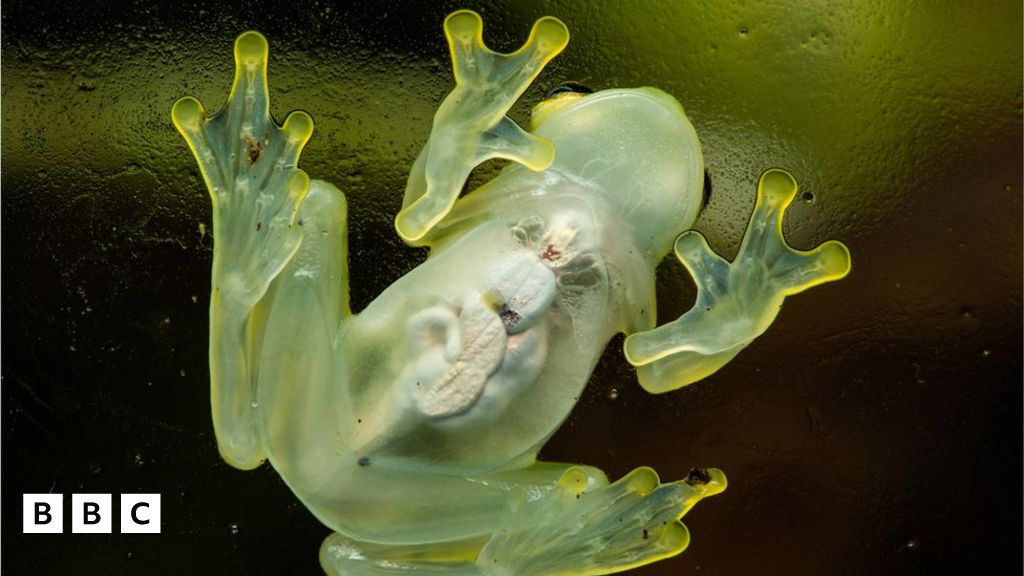 Glass frogs: Scientists discover how species turns transparent - BBC ...